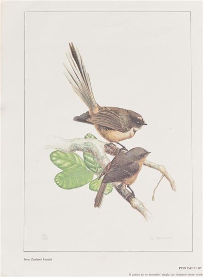 Russell Jackson | New Zealand Fantail | MutualArt