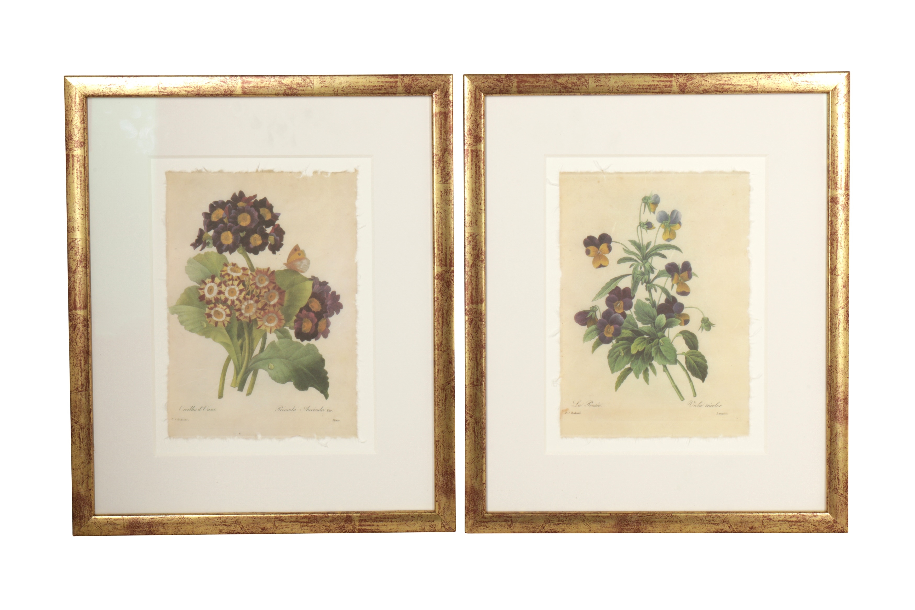 Pierre-Joseph Redoute | Botanical Studies (1759) | MutualArt
