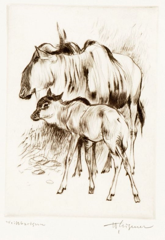 Wilhelm Eigener | Weißbartgnu | MutualArt