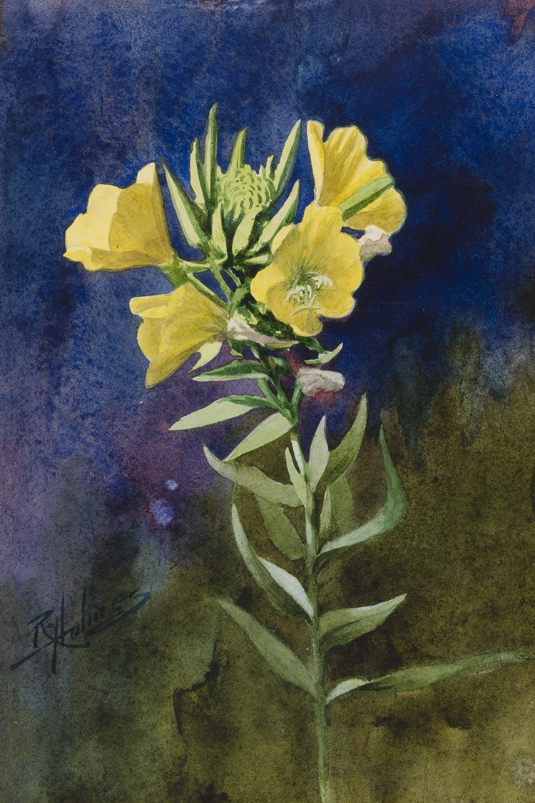 Robert H. Holmes | Evening Primrose | MutualArt
