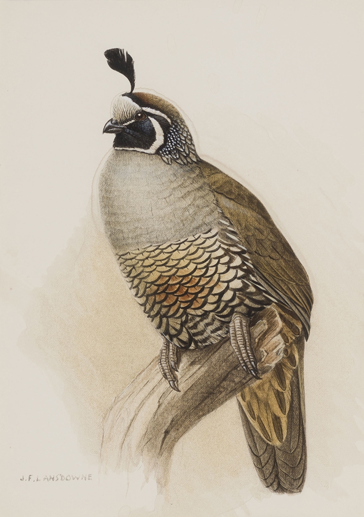 James Fenwick Lansdowne | Quail | MutualArt