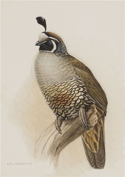 James Fenwick Lansdowne | Quail | MutualArt