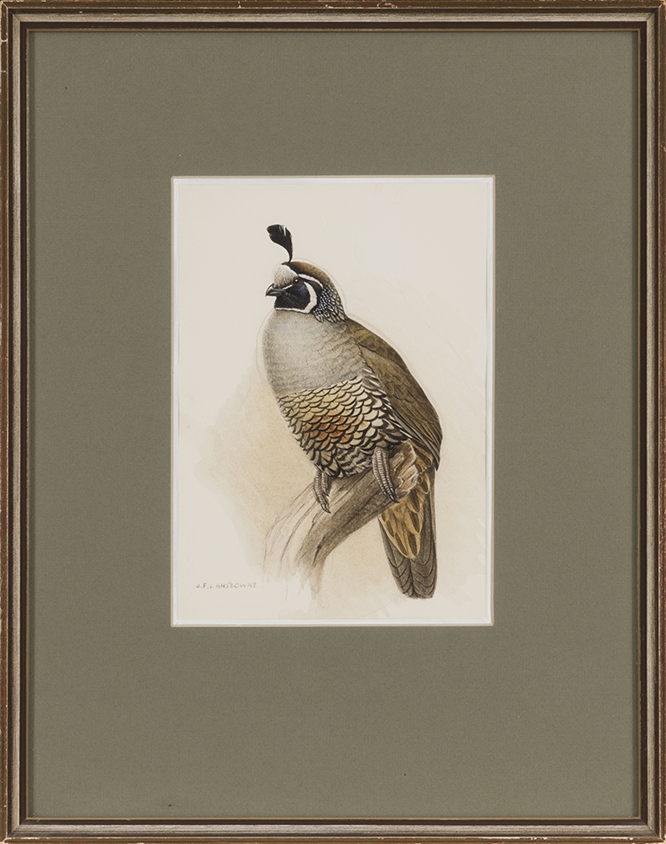 James Fenwick Lansdowne | Quail | MutualArt