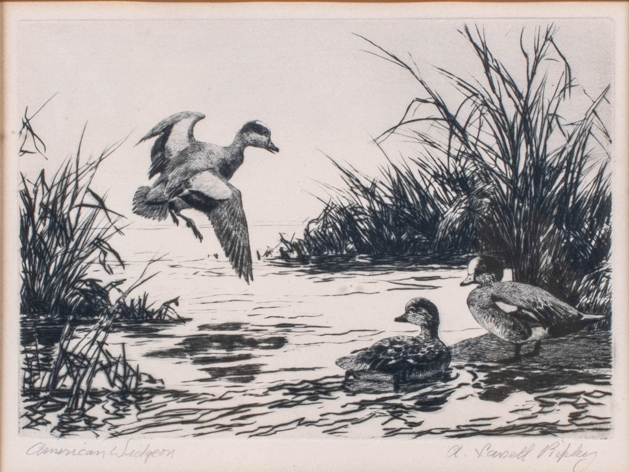 Aiden Lassell Ripley | AMERICAN WIDGEON, MIGRATORY BIRD HUNTING STAMP ...