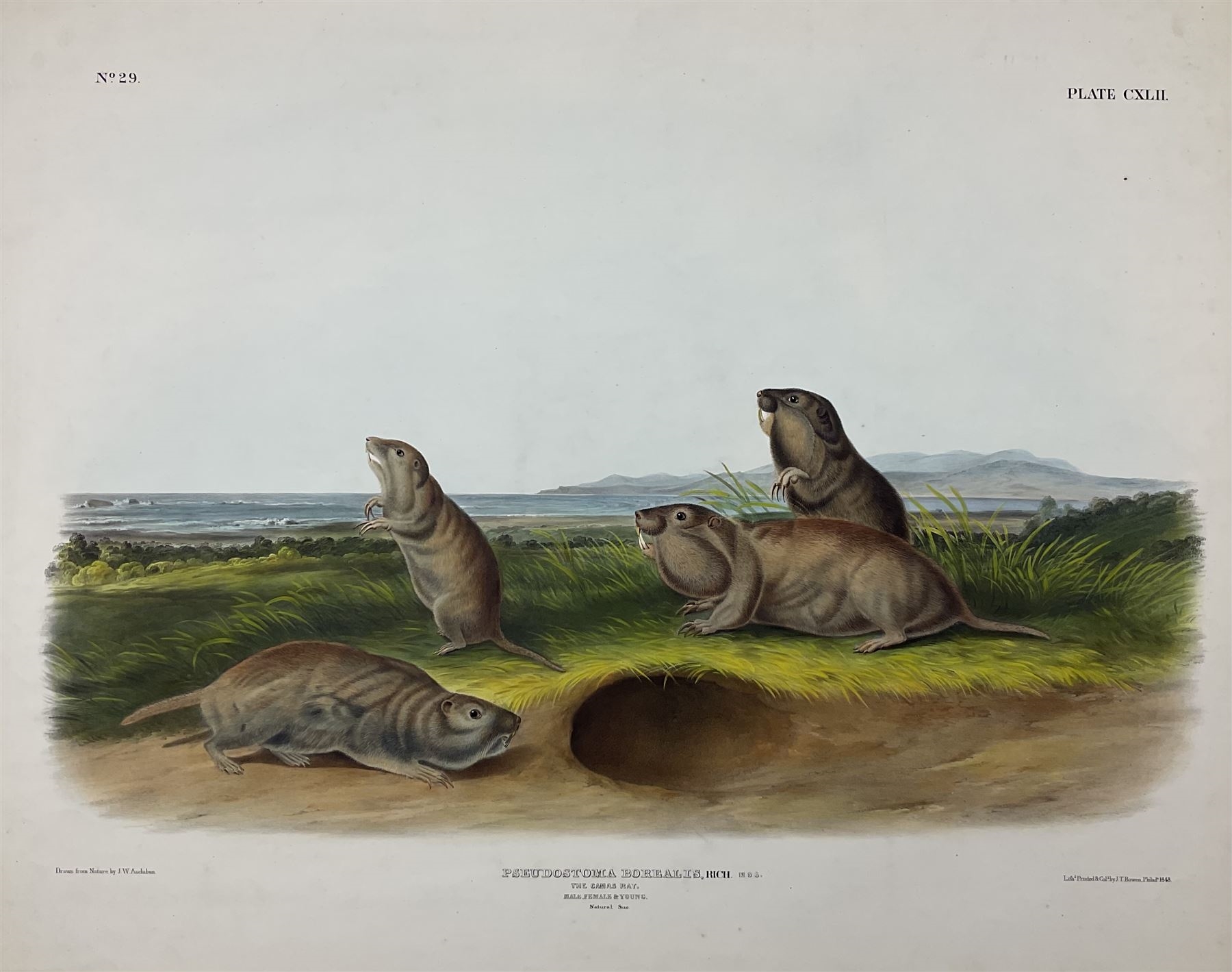 John Woodhouse Audubon | Pseudostoma Borealis Rich - The Camas Rat ...