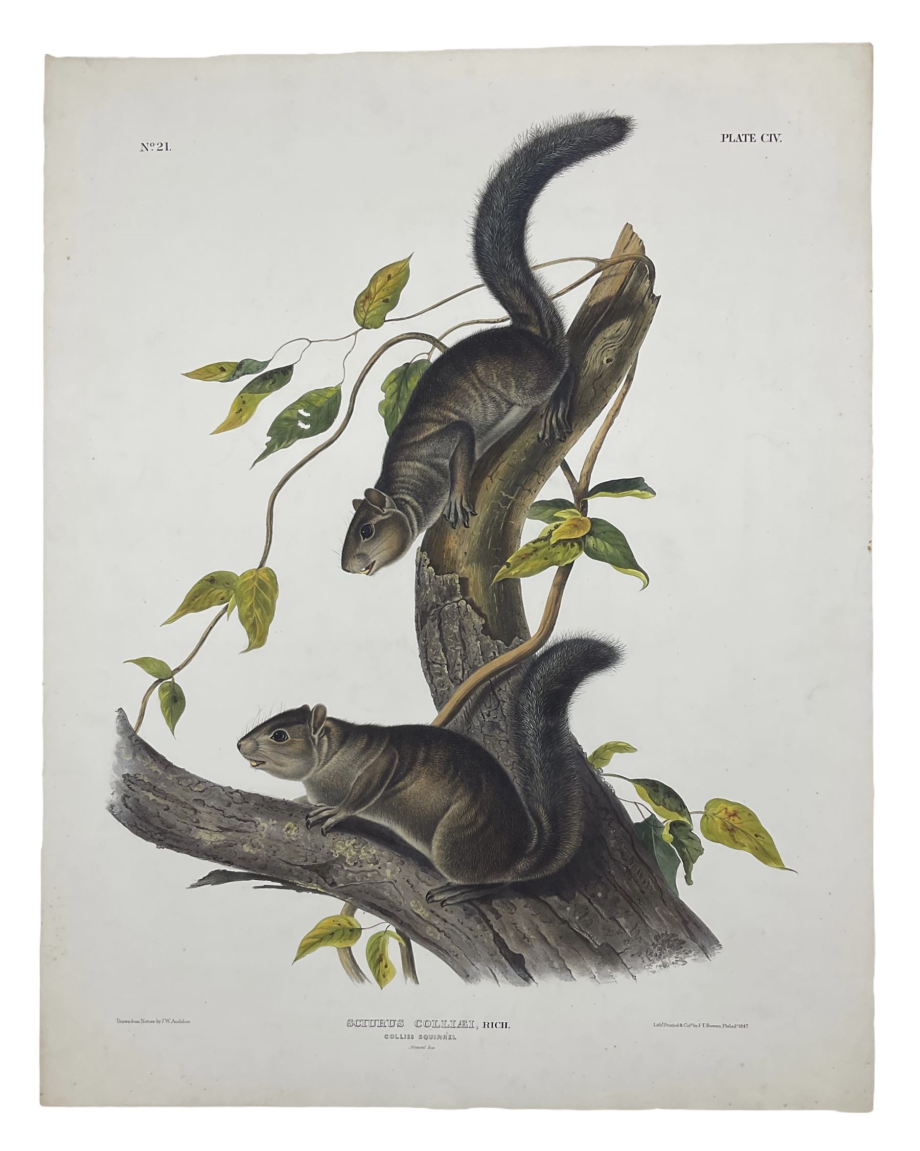 John Woodhouse Audubon | Sciurus Colliaei Rich - Collies Squirrel ...