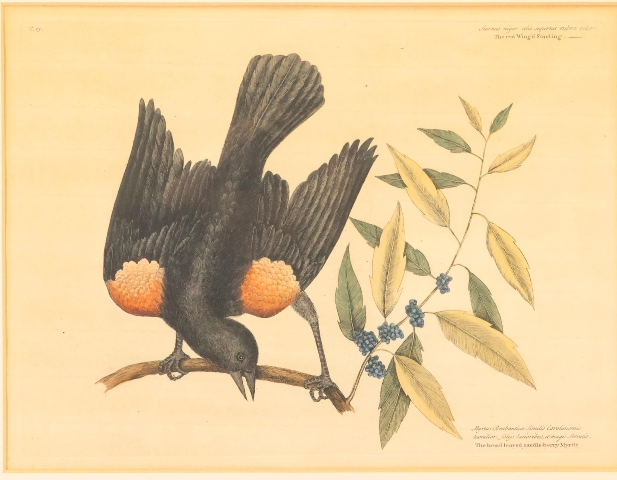 Mark Catesby | The Red Wing'd Starling | MutualArt