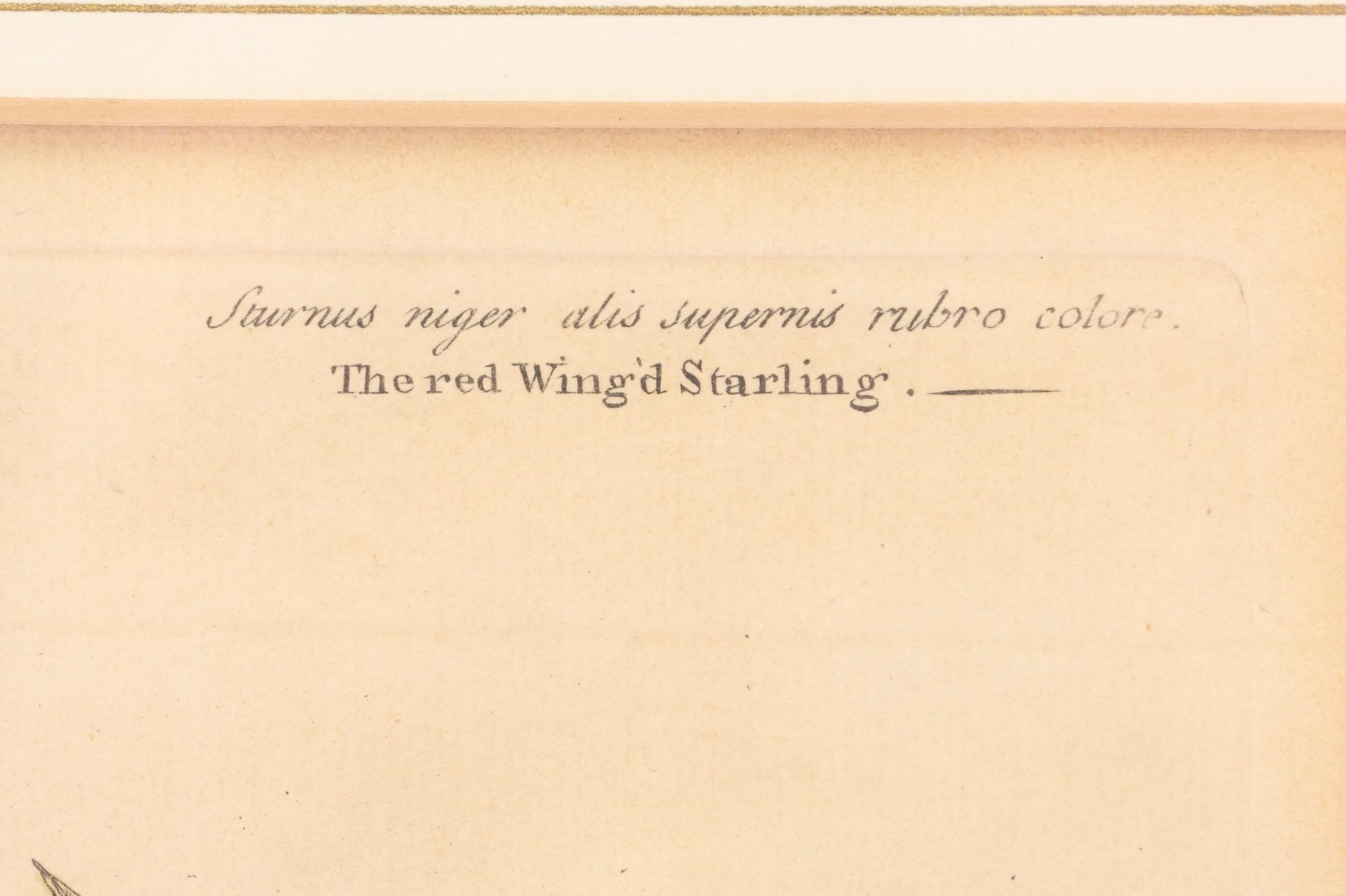 Mark Catesby | The Red Wing'd Starling | MutualArt