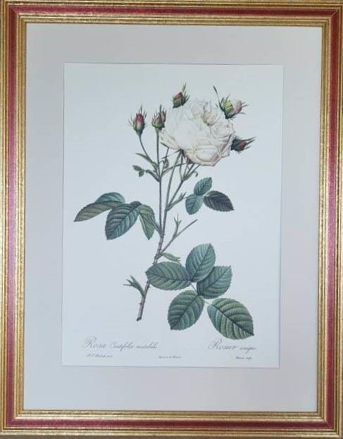 Pierre-Joseph Redouté | 'Roses' | MutualArt