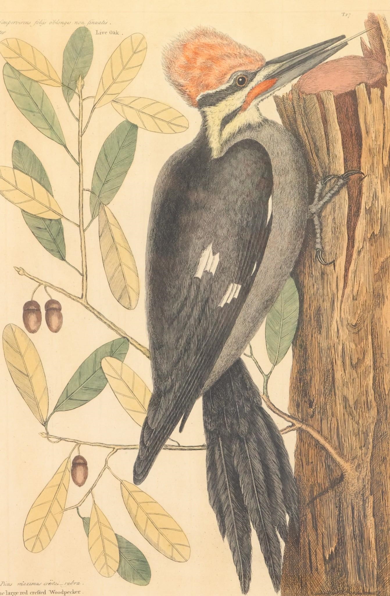 Mark Catesby | The Large Red Crested Woodpecker | MutualArt