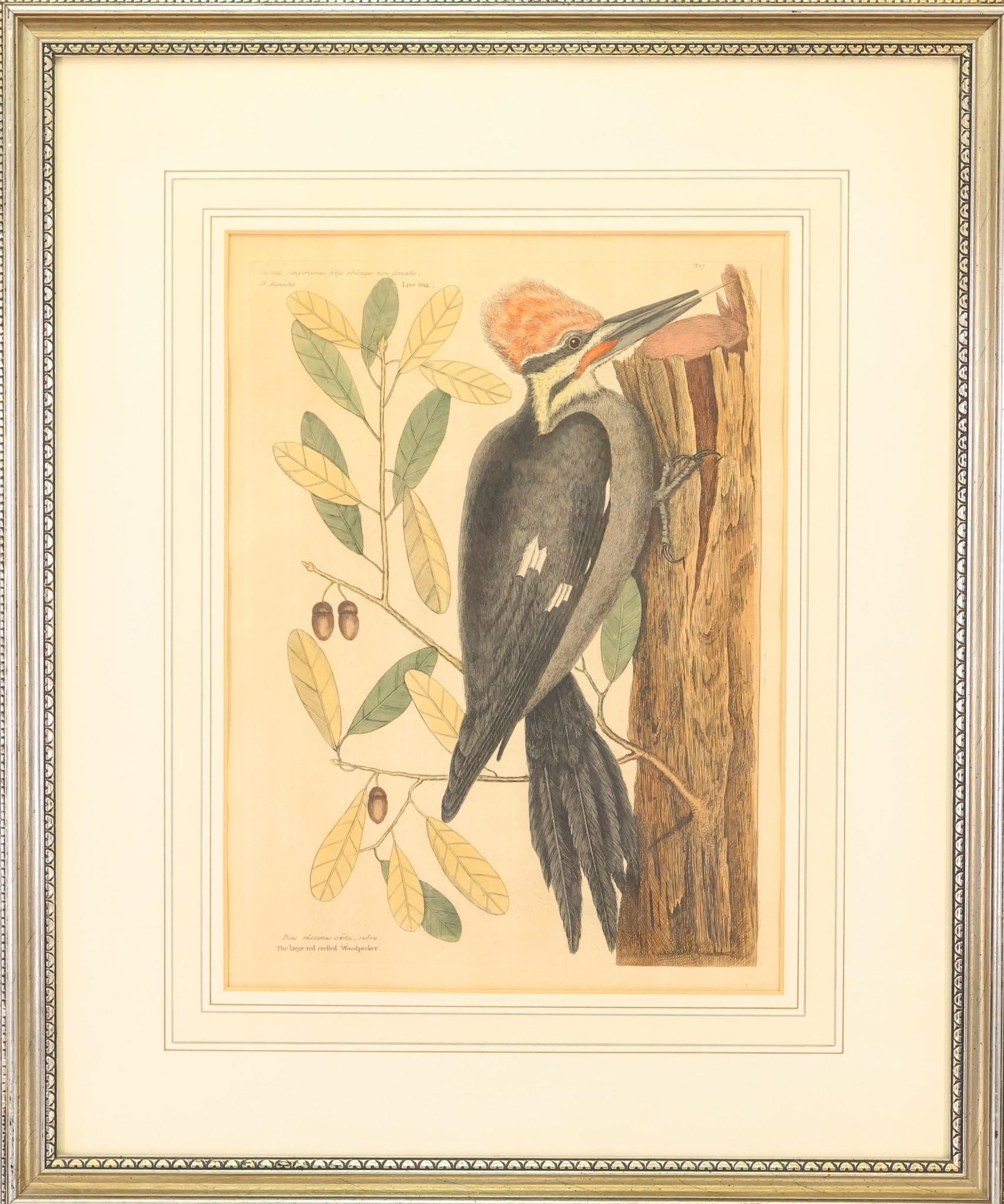 Mark Catesby | The Large Red Crested Woodpecker | MutualArt