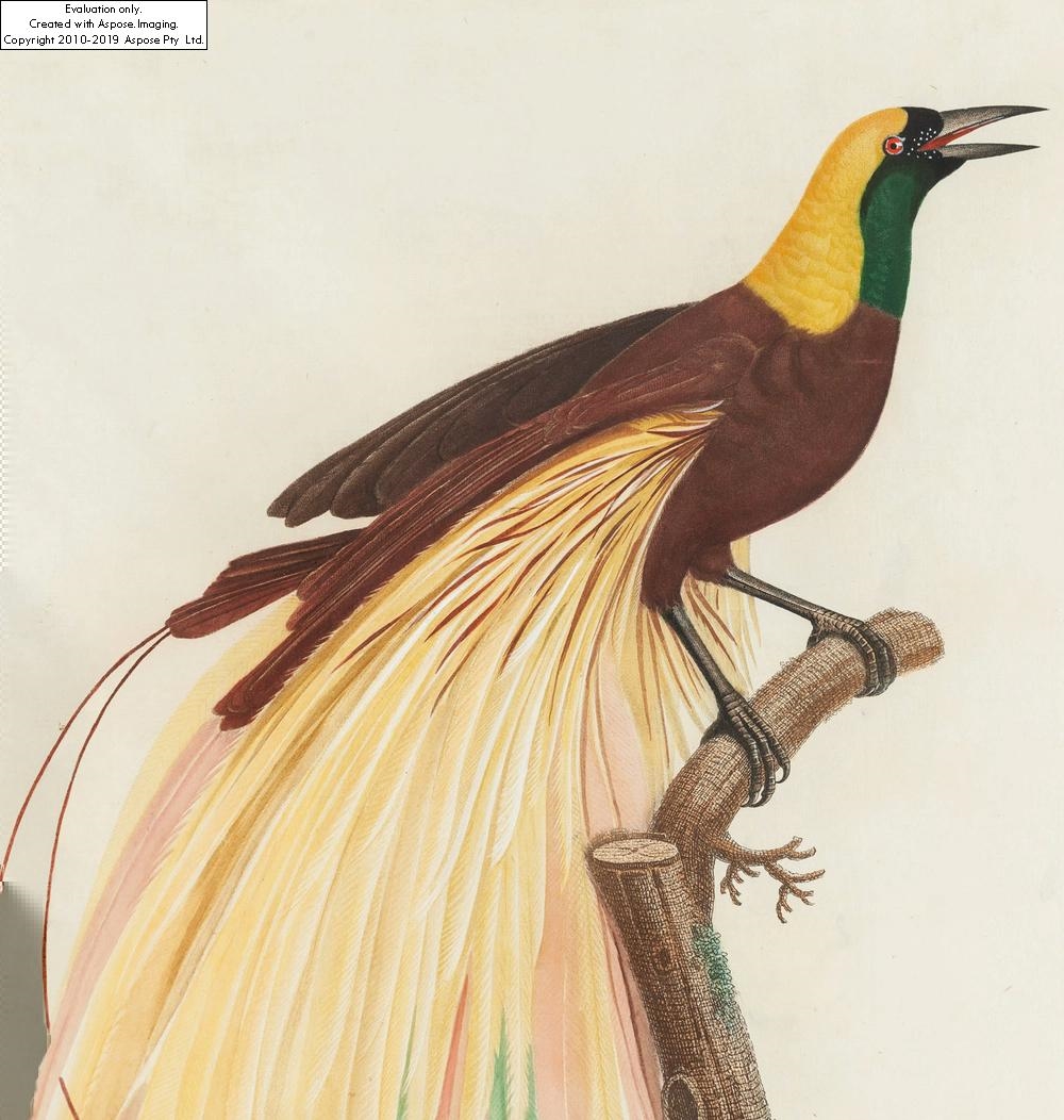 Jacques Louis Peree | Le grand Oiseau de paradis | MutualArt