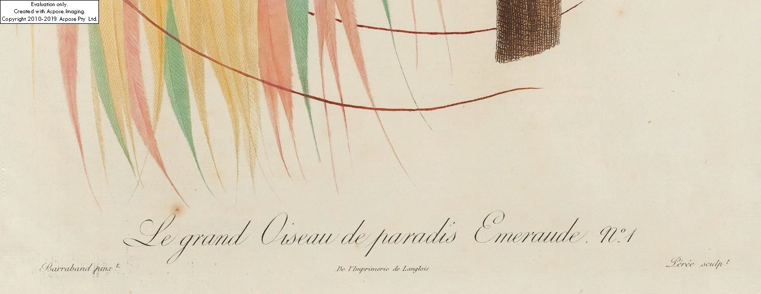 Jacques Louis Peree | Le grand Oiseau de paradis | MutualArt