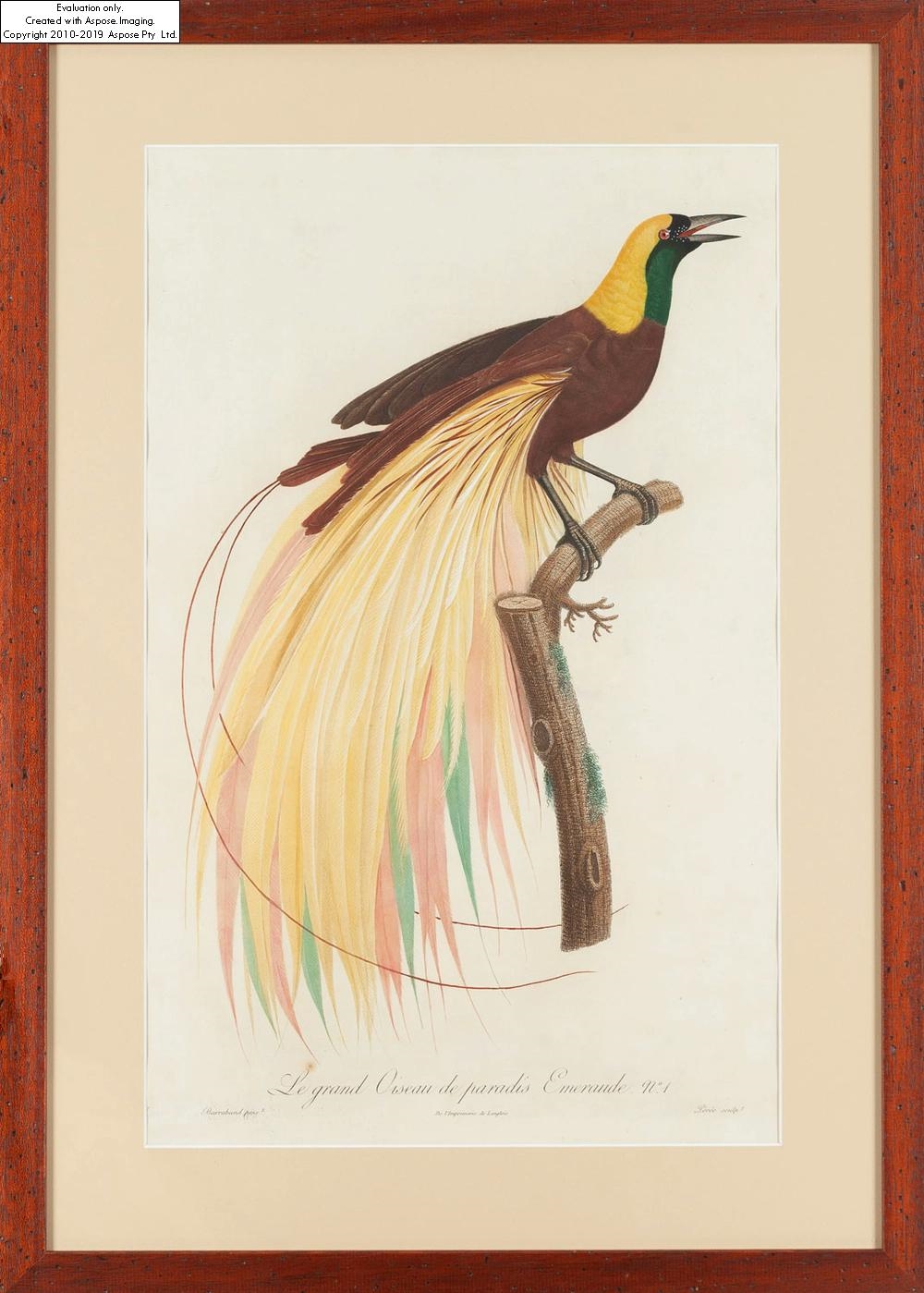 Jacques Louis Peree | Le grand Oiseau de paradis | MutualArt