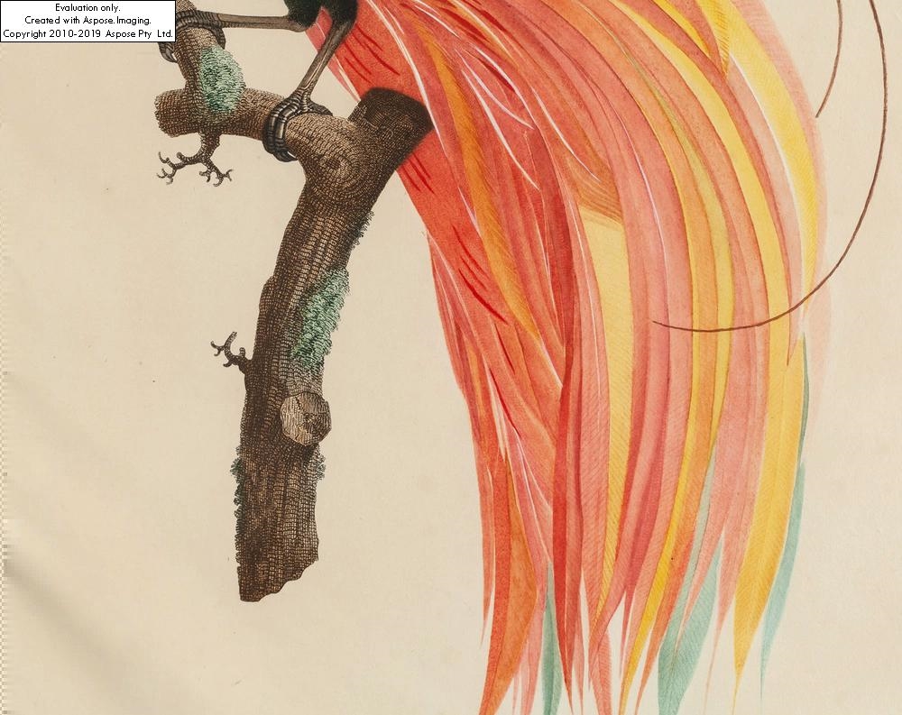 Jacques Louis Peree | Le petit Oiseau de paradis | MutualArt