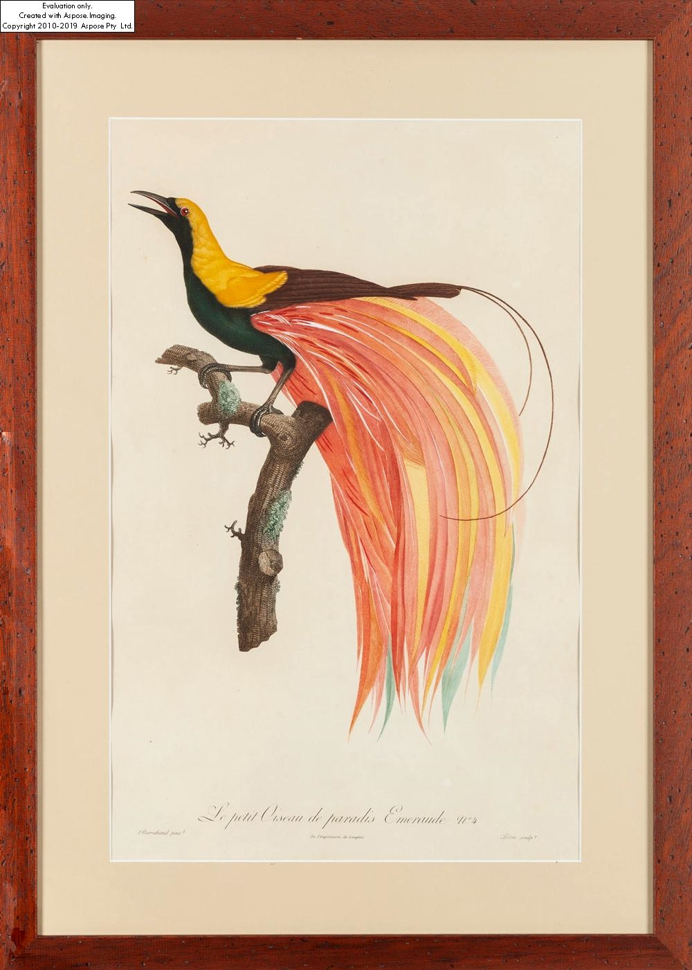 Jacques Louis Peree | Le petit Oiseau de paradis | MutualArt