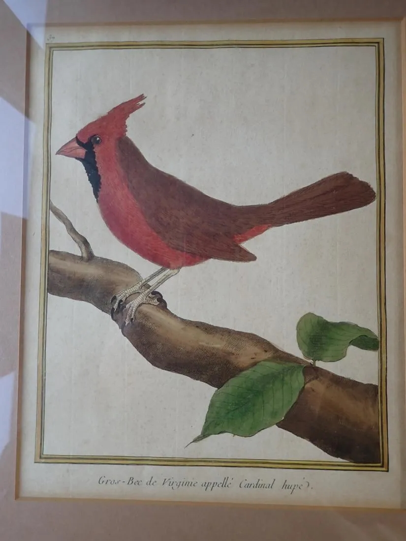 Françoise Nicolas Martinet | Cardinal Bird (1770) | MutualArt