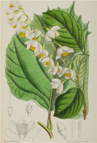 Matilda Smith | Botánica (1889) | MutualArt