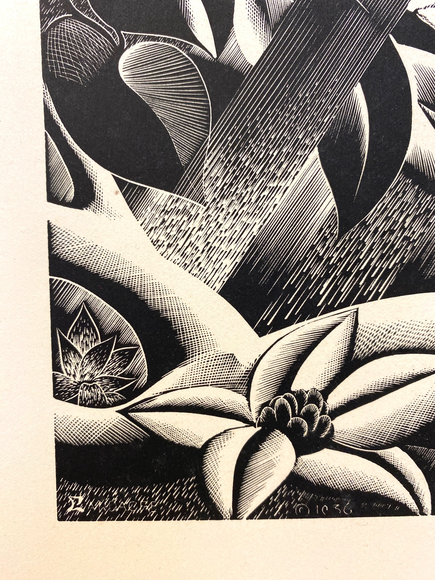 Paul Hambleton Landacre | Rima, 1936, (1936) | MutualArt