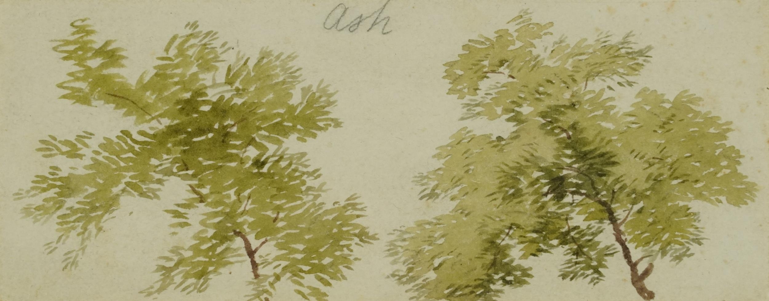 Joseph Needham | Ash tree study (Mid 19th Century) | MutualArt