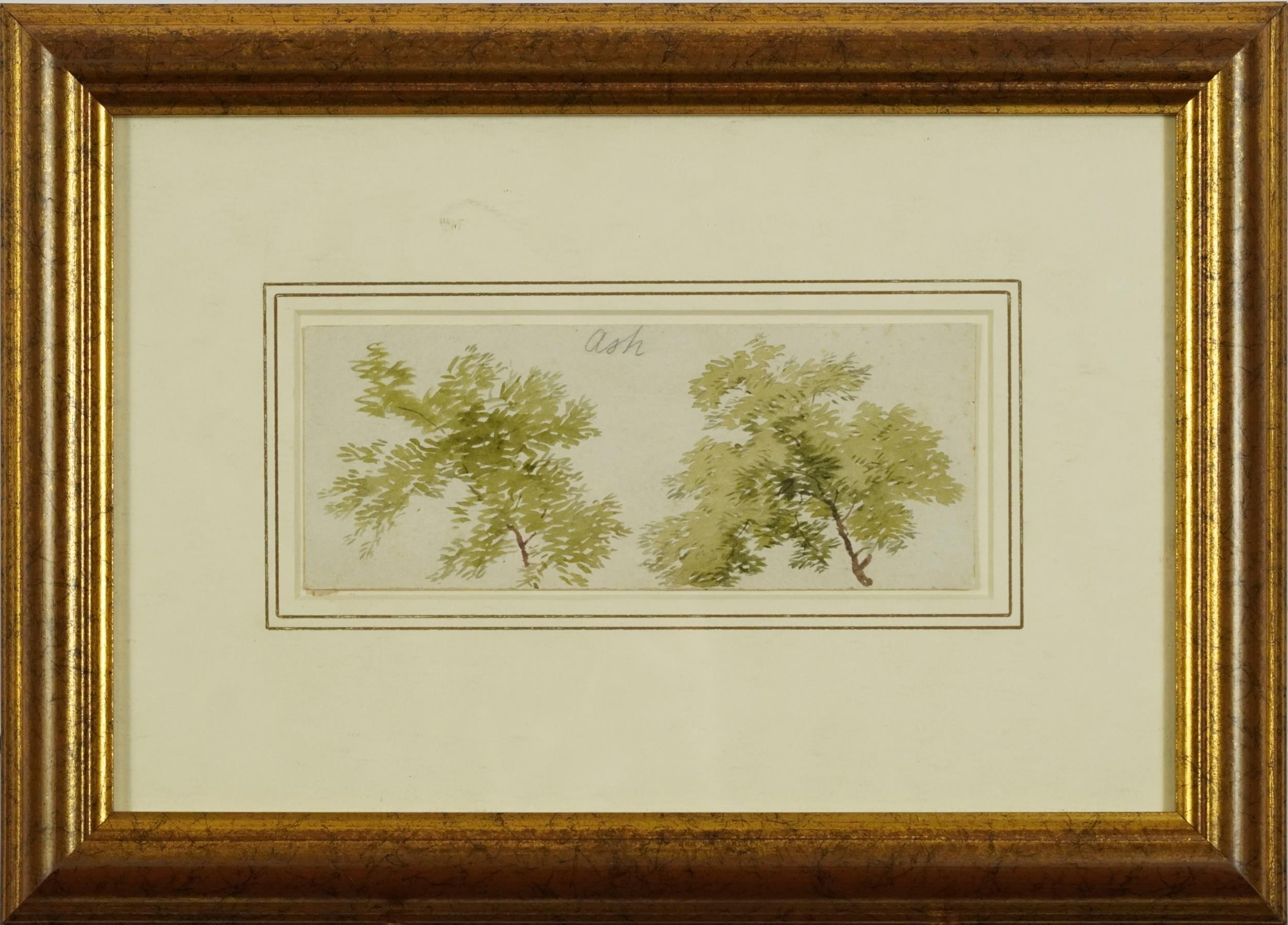 Joseph Needham | Ash tree study (Mid 19th Century) | MutualArt