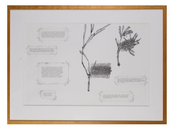 Robyn Mayo | Banksia Integrifolia | MutualArt