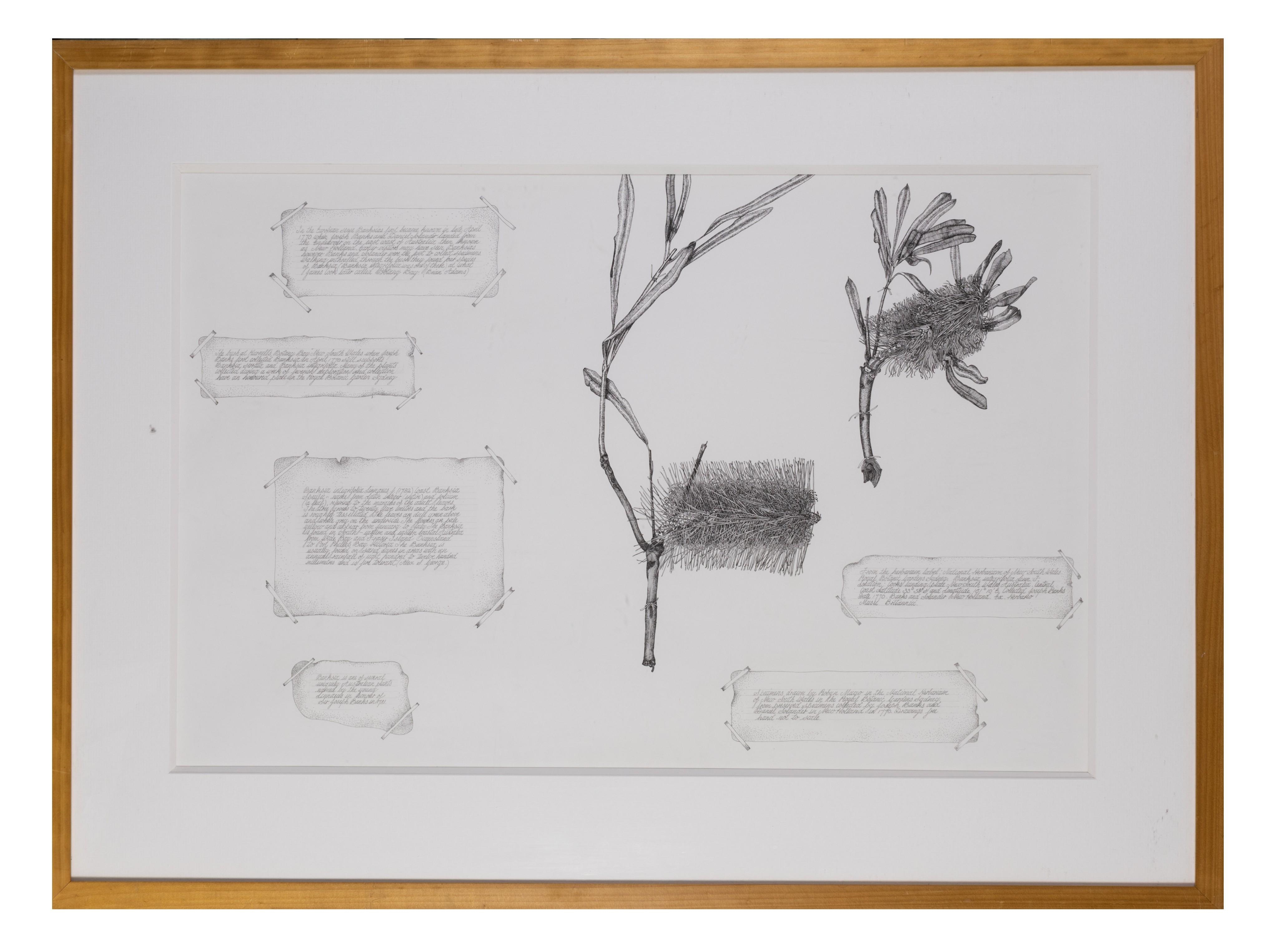 Robyn Mayo | Banksia Integrifolia | MutualArt