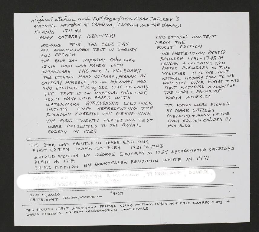 Mark Catesby | The Blue Jay | MutualArt