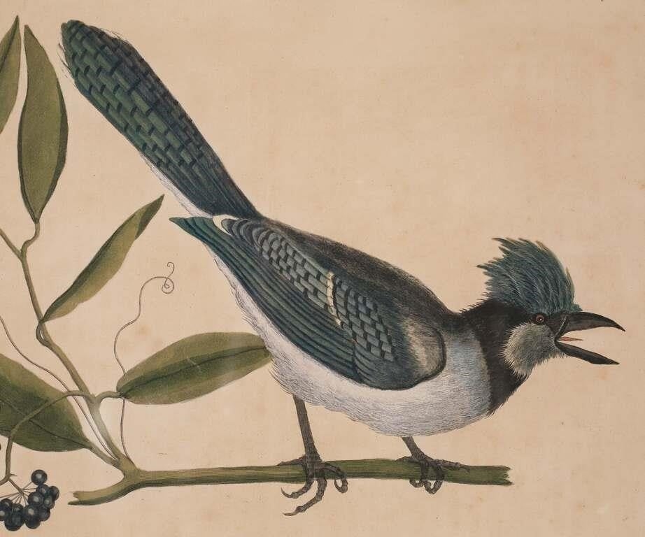 Mark Catesby | The Blue Jay | MutualArt