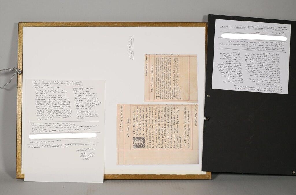 Mark Catesby | The Blue Jay | MutualArt