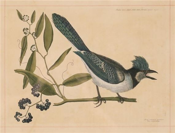 Mark Catesby | The Blue Jay | MutualArt