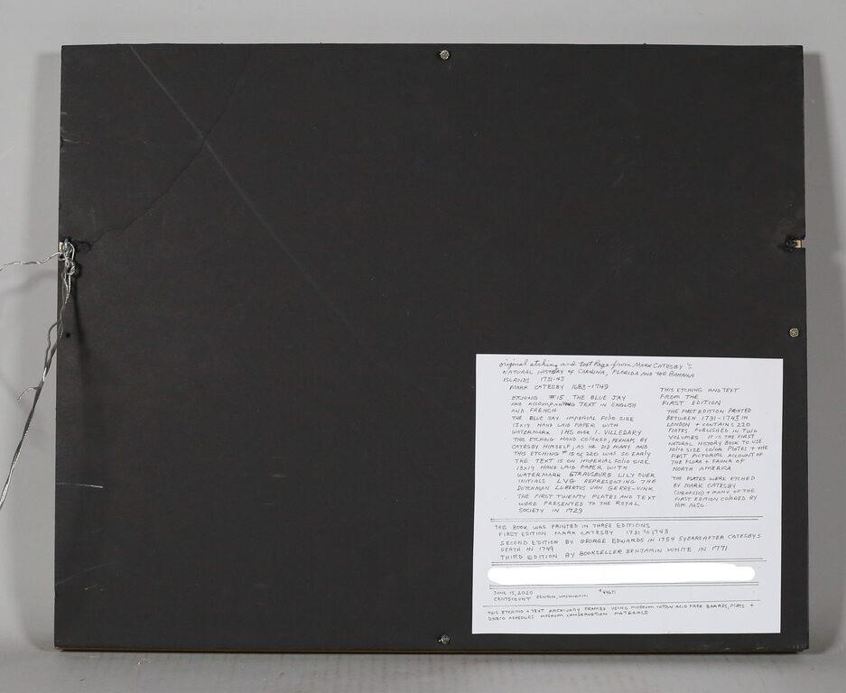 Mark Catesby | The Blue Jay | MutualArt