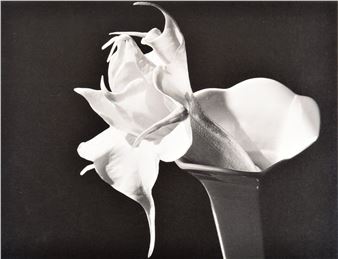 Imogen Cunningham | Calla (1929) | MutualArt