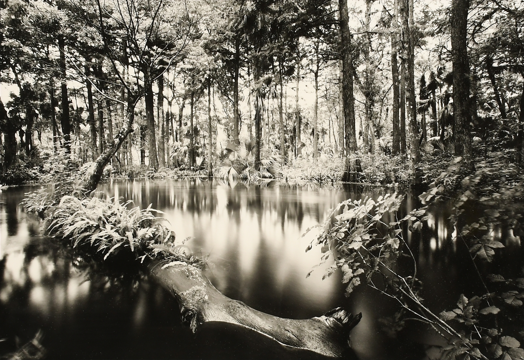 Clyde Butcher | ''Loxahatchee River #1'' | MutualArt