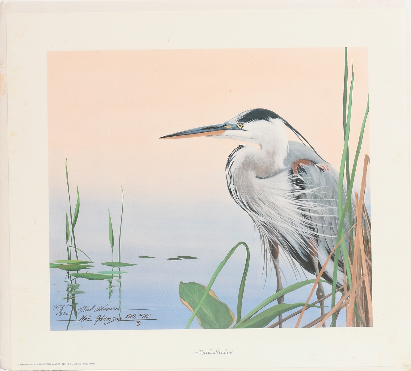 Neil Adamson | 1) Gulf Gypsy; 2) Painted Buntings; 3) ''Marsh Resident ...