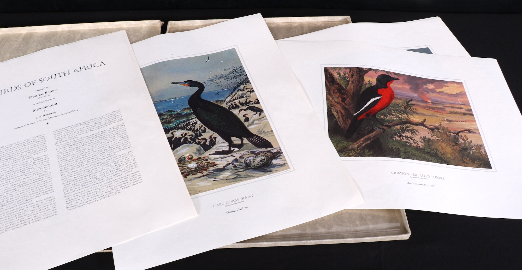 Thomas Baines | THE BIRDS OF SOUTH AFRICA | MutualArt
