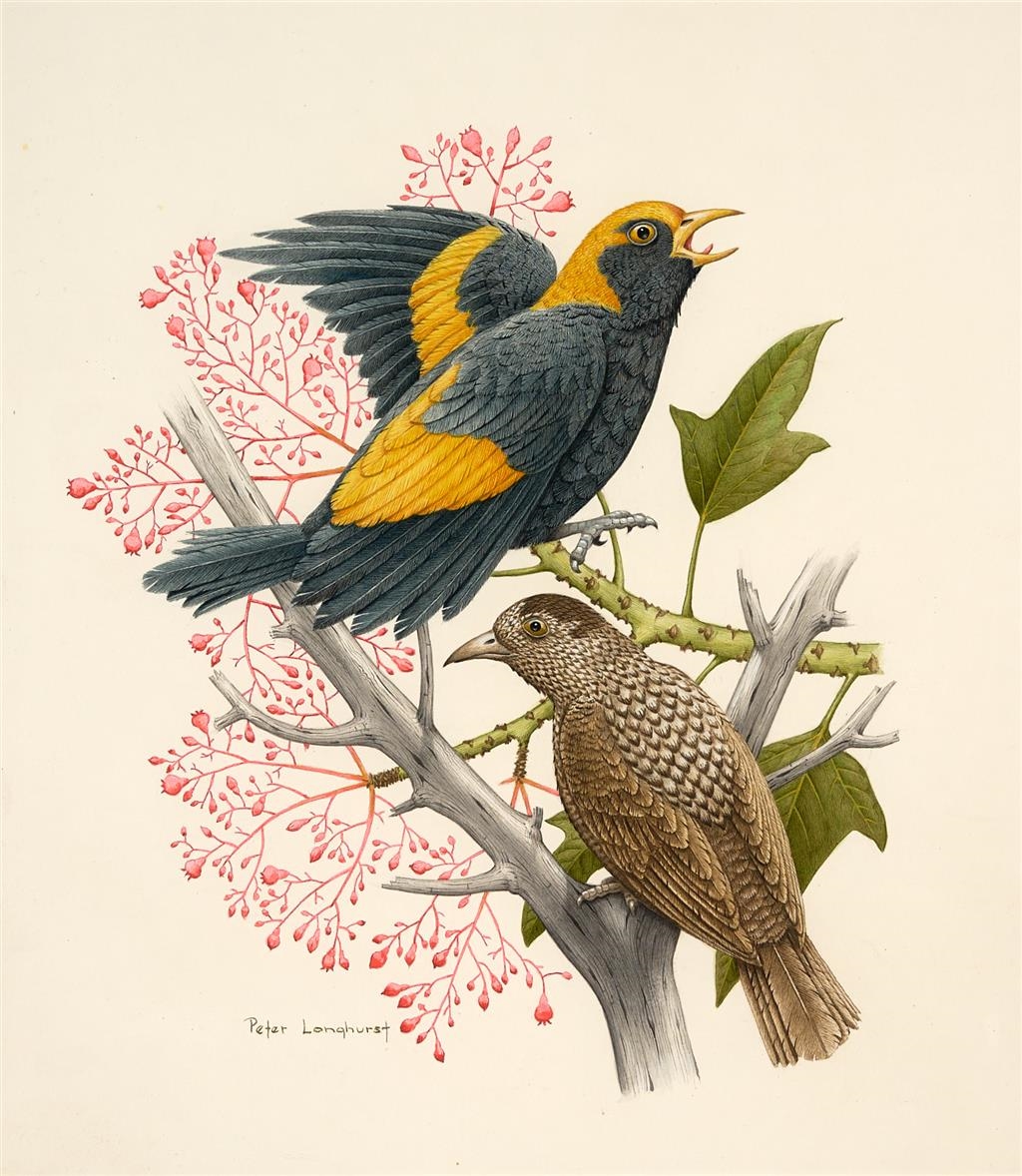 Peter Longhurst | Regent Bowerbirds among Red Flowers | MutualArt