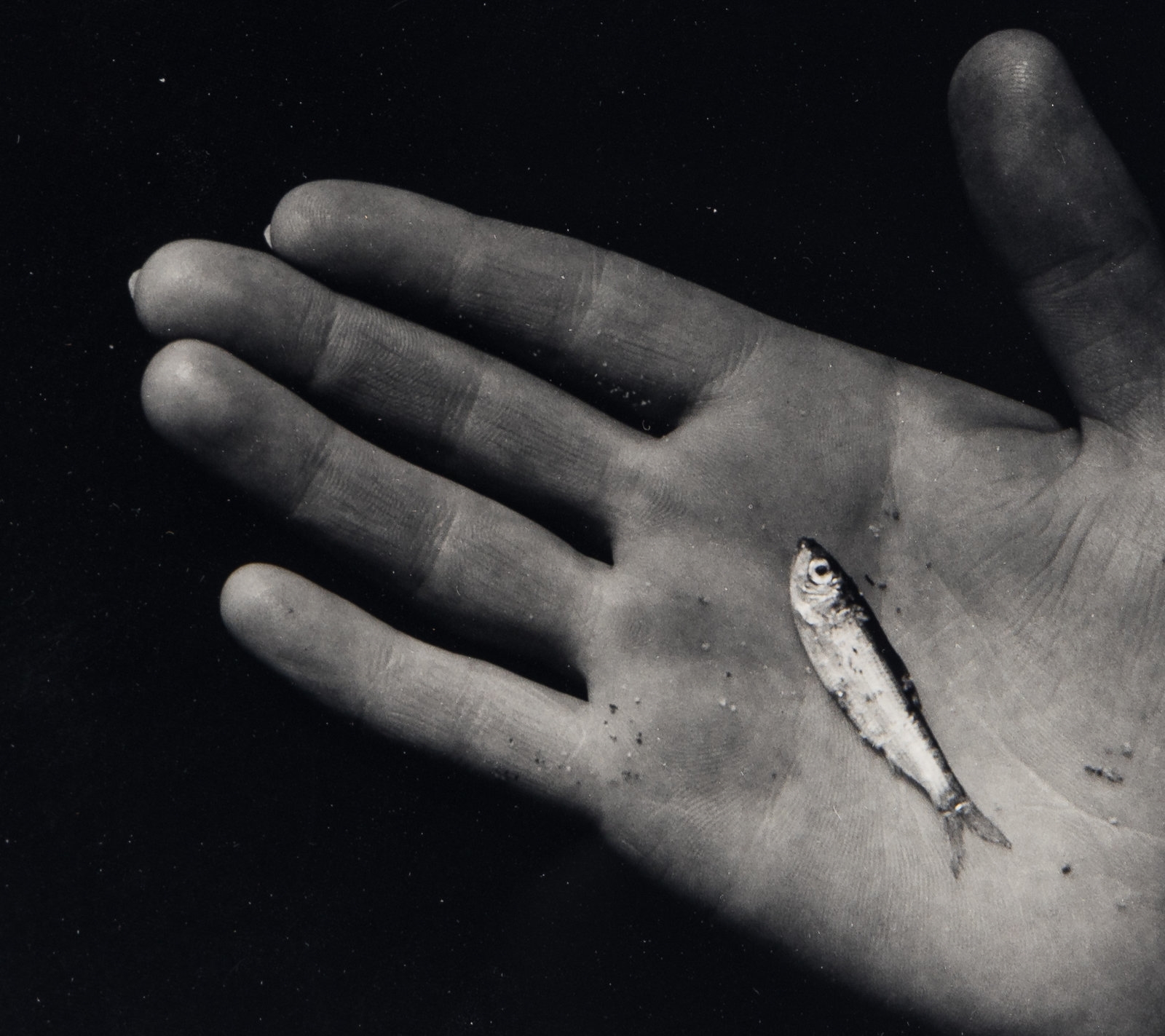Aaron Siskind | Martha's Vineyard (Hand with Minnow) (1938) | MutualArt