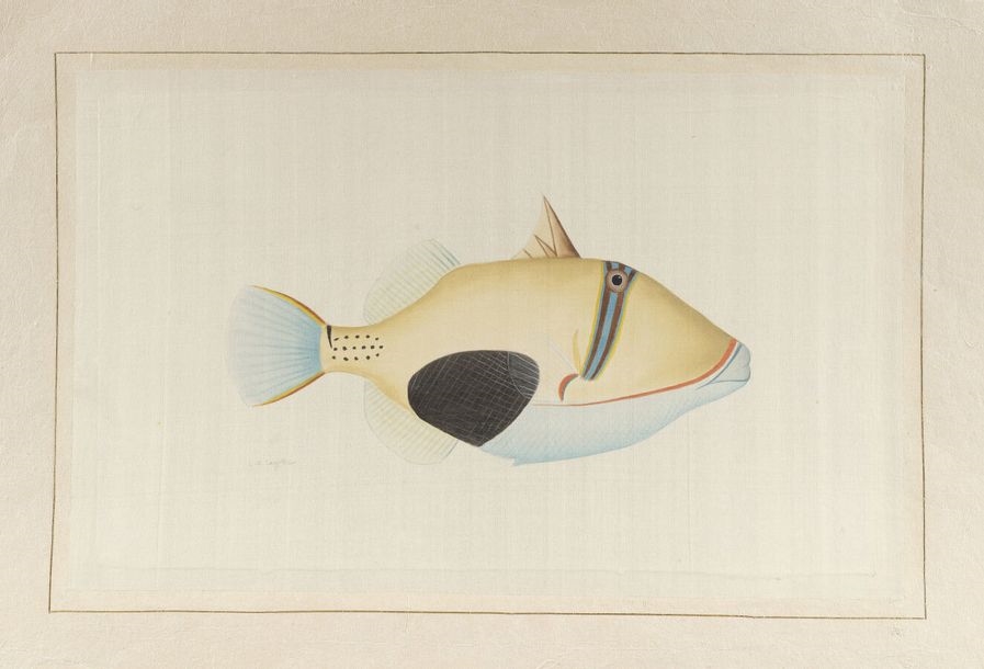 La Roche Laffitte | Fish Suite of four watercolors on silk pasted on ...