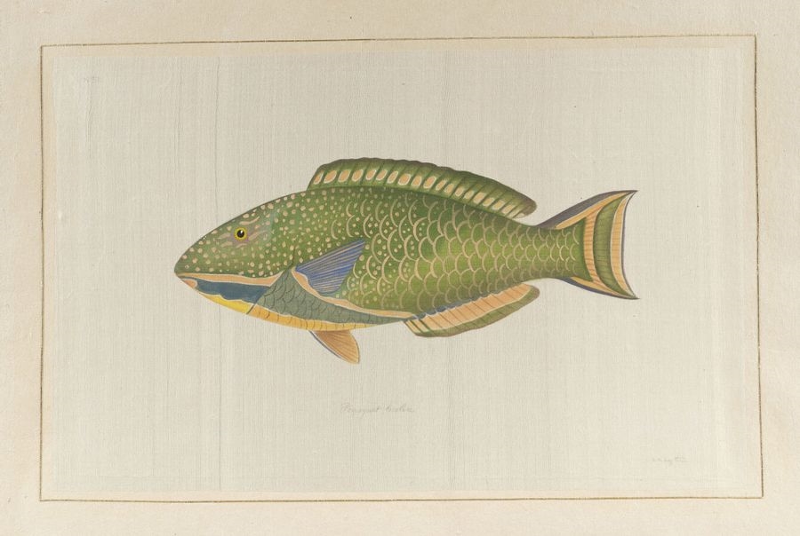 La Roche Laffitte | Butterfly fish and Parrot fish bicolor Suite of two ...