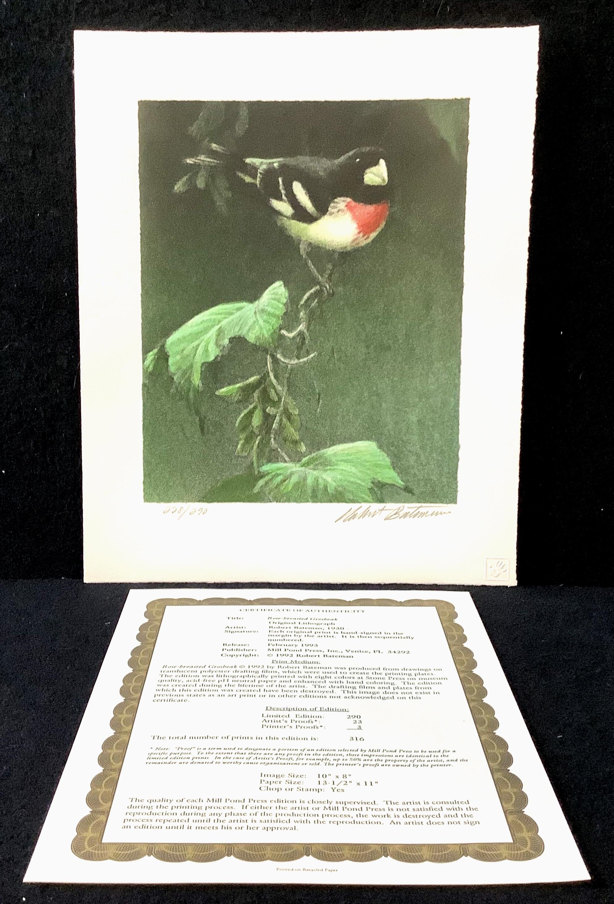 Robert Bateman | Rose-breasted Grosbeak | MutualArt