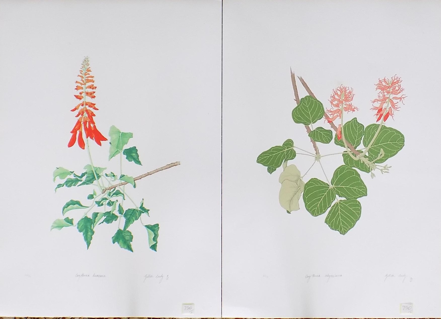 Gillian Condy | Erythrina (1952) | MutualArt