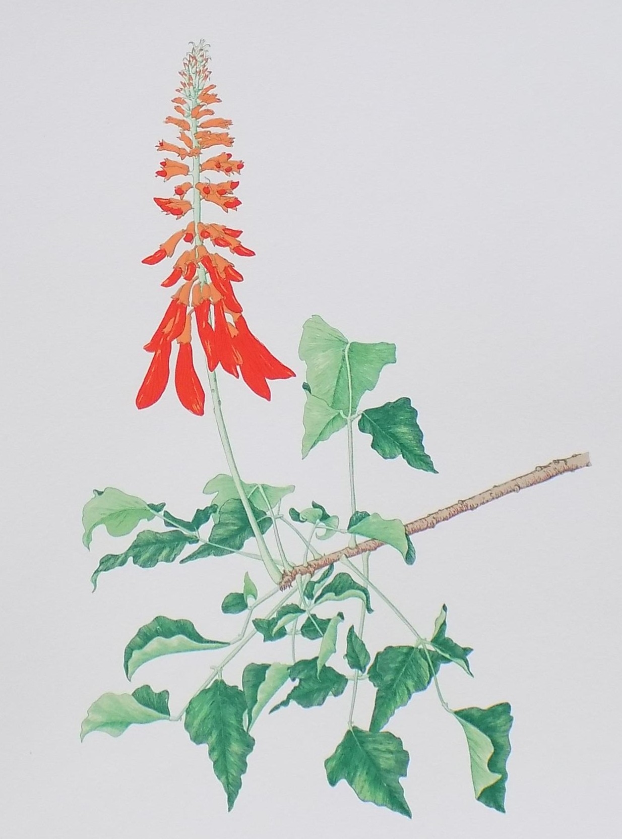 Gillian Condy | Erythrina (1952) | MutualArt
