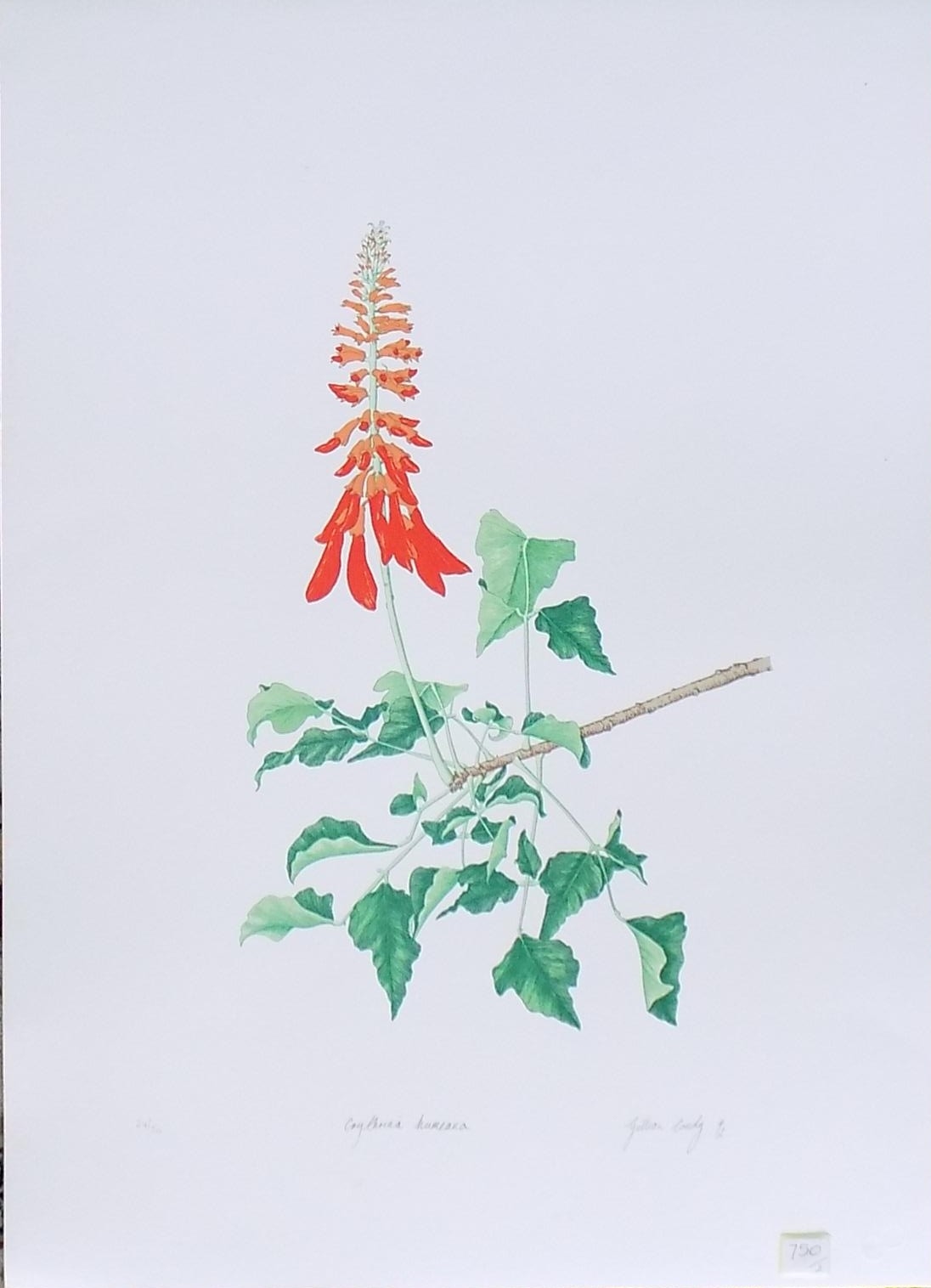 Gillian Condy | Erythrina (1952) | MutualArt