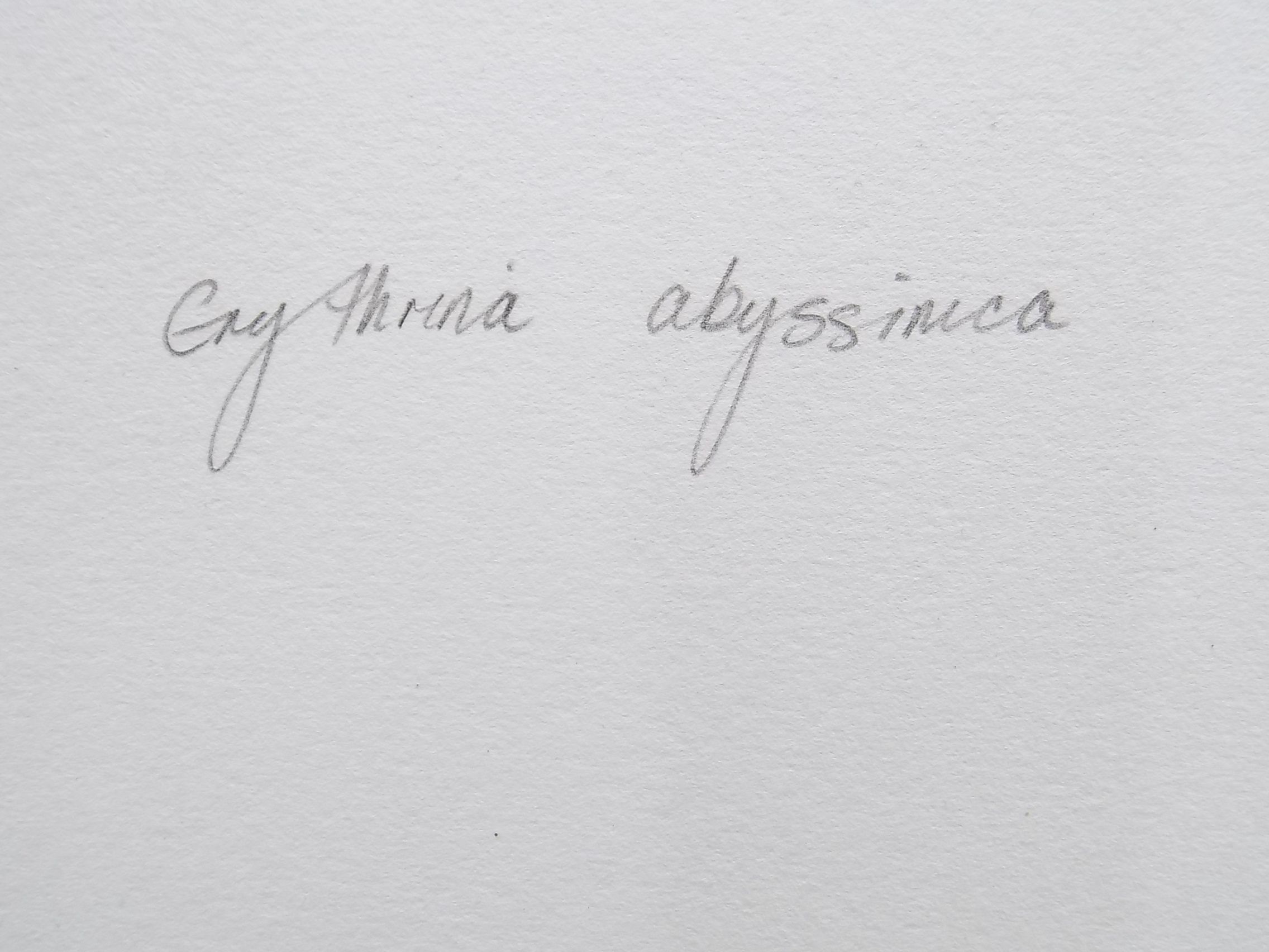 Gillian Condy | Erythrina (1952) | MutualArt