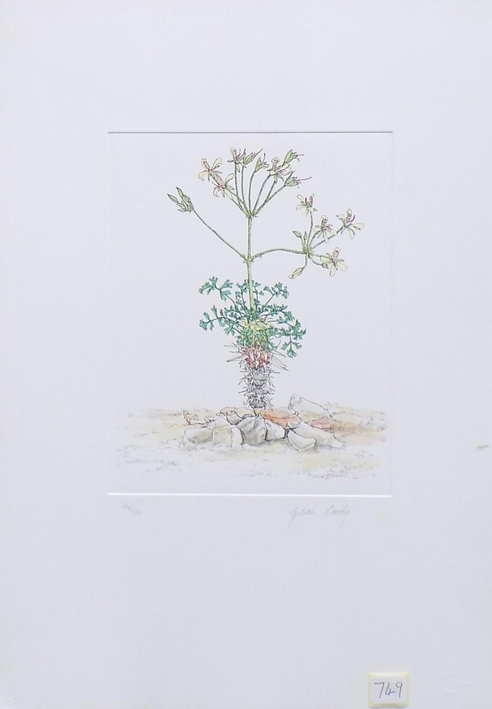 Gillian Condy | Pelargonium hystrix (1952) | MutualArt