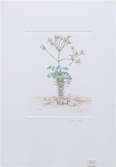 Gillian Condy | Pelargonium hystrix (1952) | MutualArt