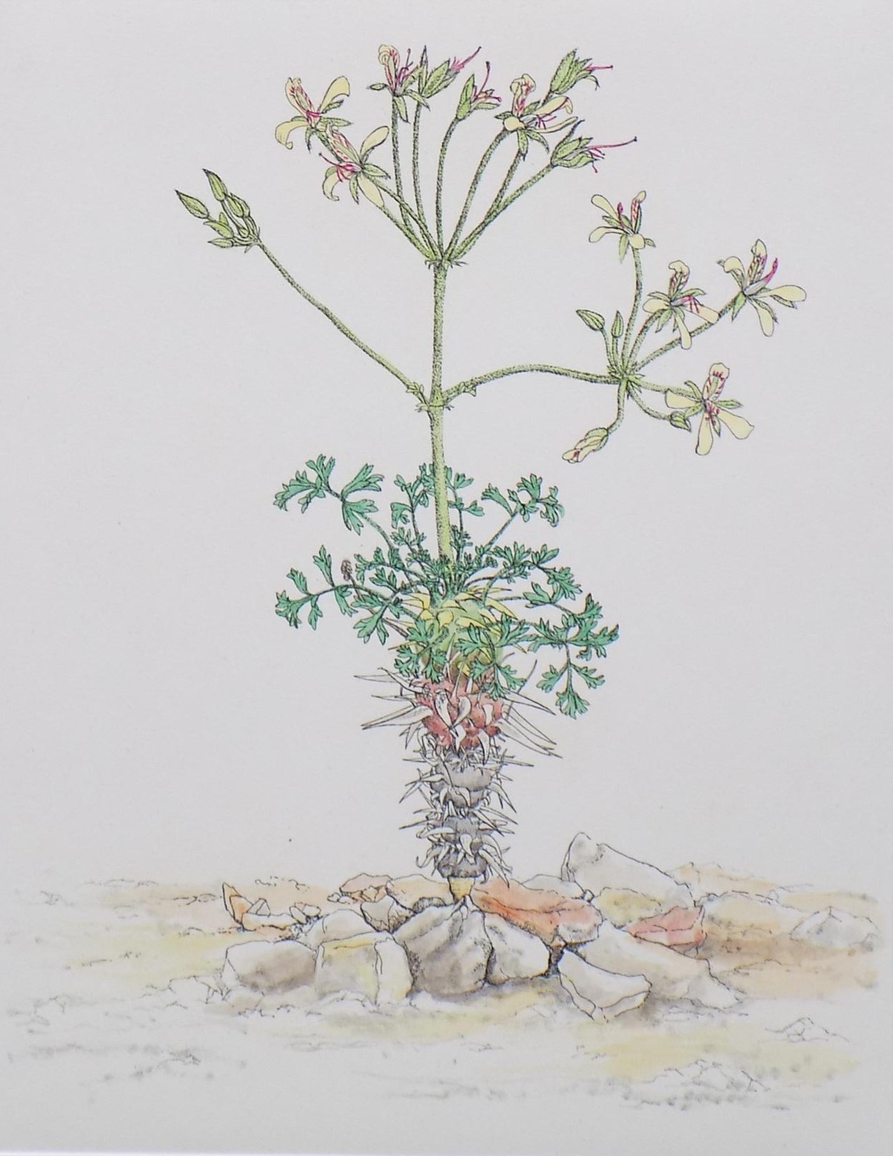 Gillian Condy | Pelargonium hystrix (1952) | MutualArt