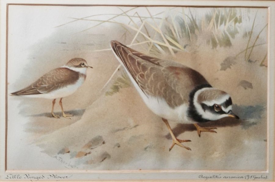 Archibald Thorburn | Birds | MutualArt