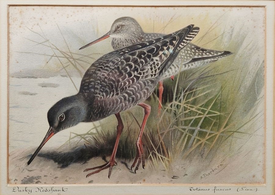 Archibald Thorburn | Birds | MutualArt